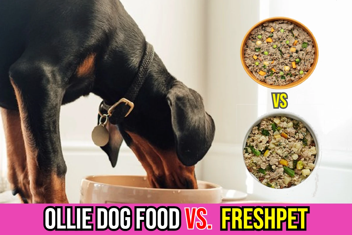 Ollie Dog Food Vs. Fresh Pet: A Comprehensive Comparison