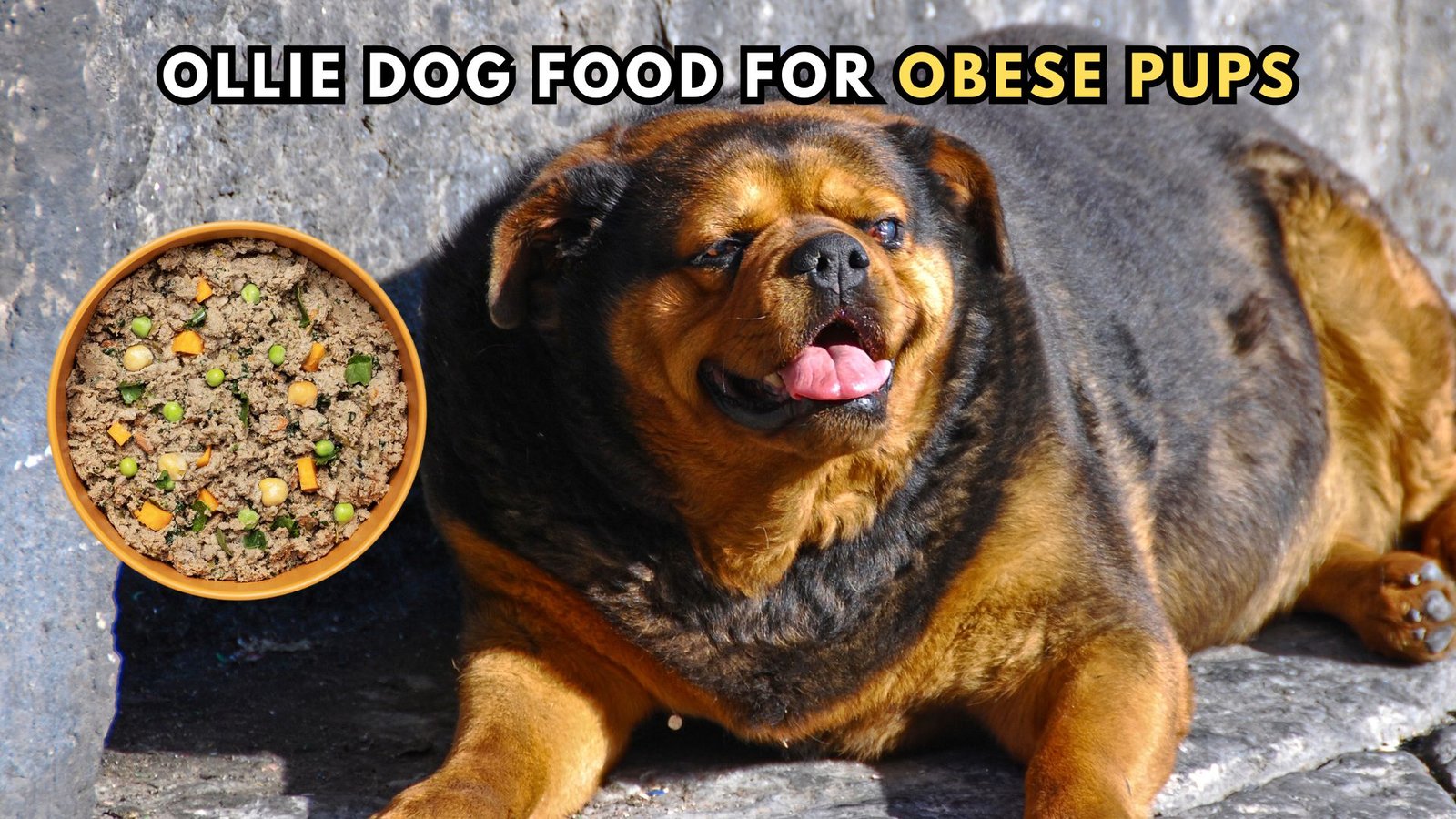 Ollie Dog Food For Overweight Pups: Slim Down Your Dog Fast!