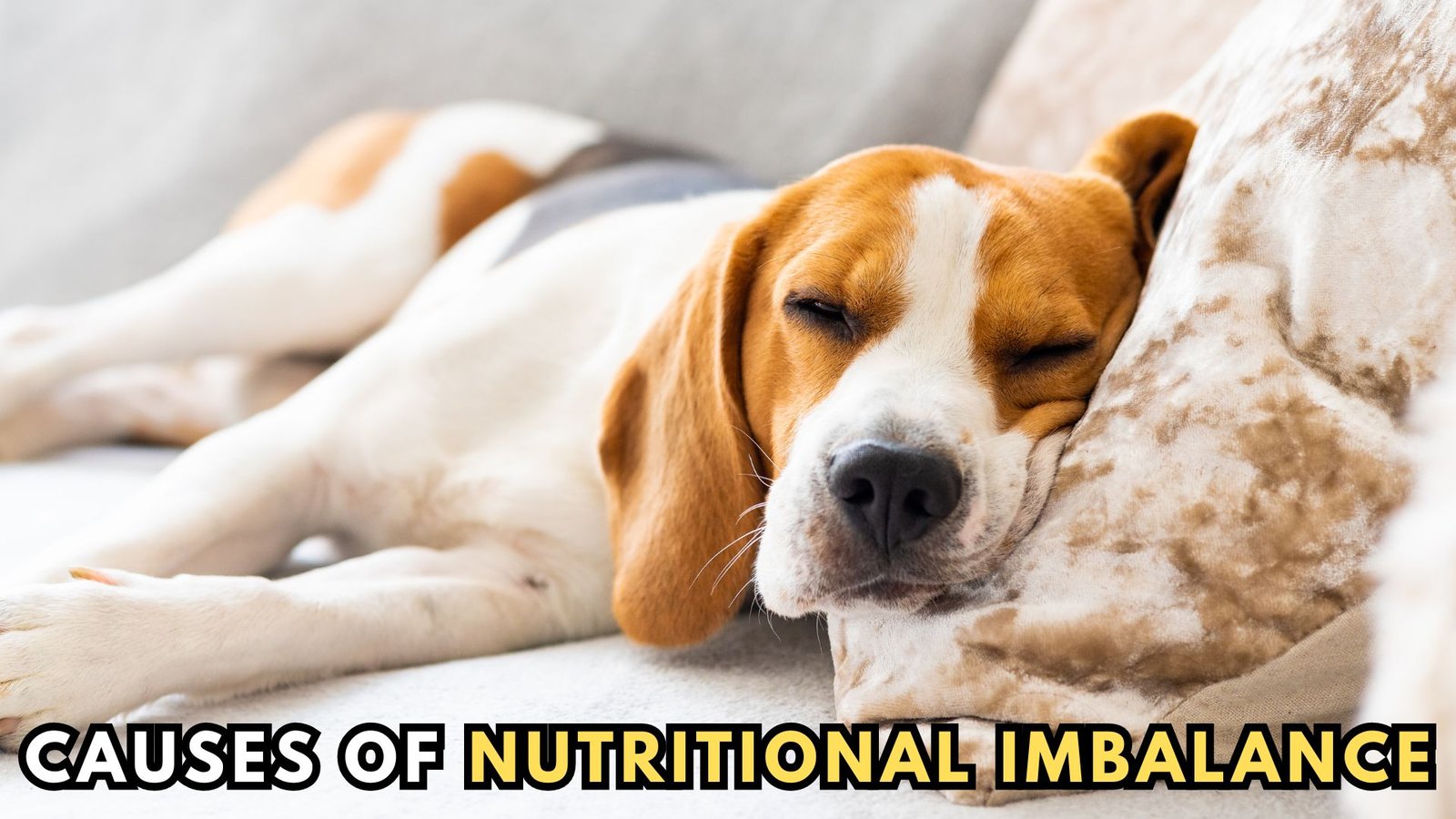 Signs Of Nutritional Imbalance In Dogs - Ollie Dog Food USA