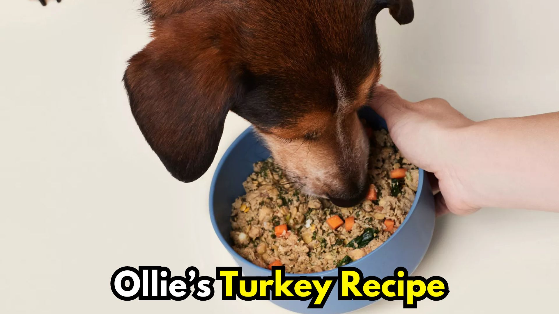 Ollie Fresh Dog Food Turkey Recipe: A Complete Overview