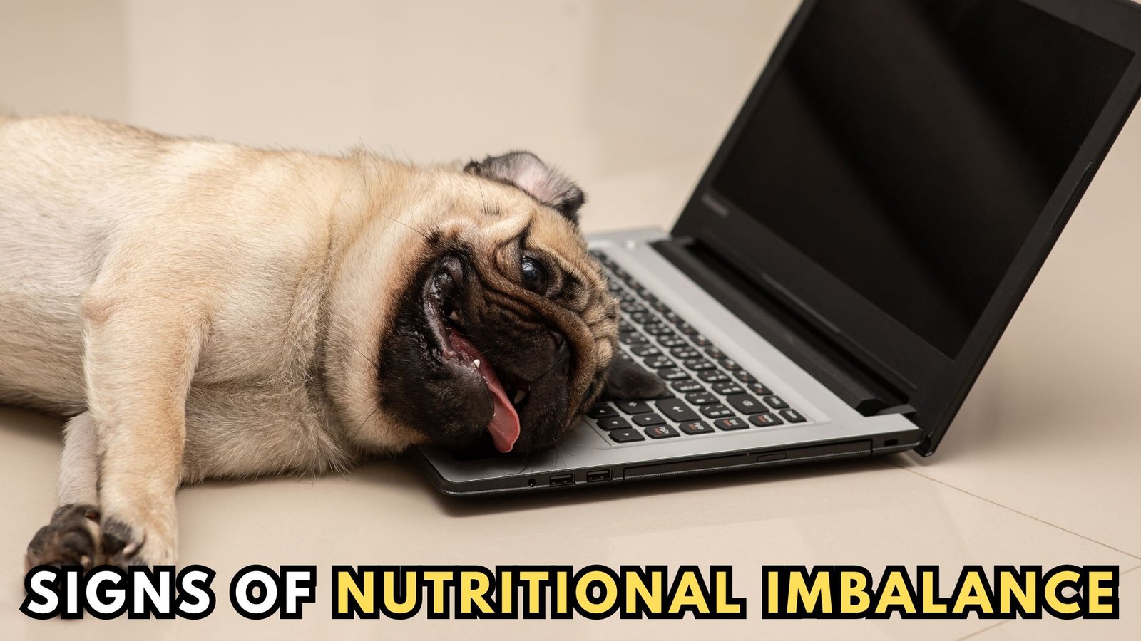 Signs Of Nutritional Imbalance In Dogs - Ollie Dog Food USA