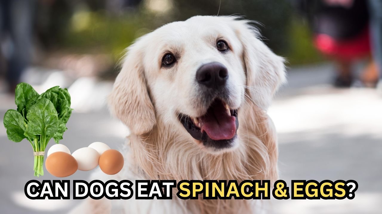 Can Dogs Eat Spinach and Eggs? - Ollie Dog Food USA