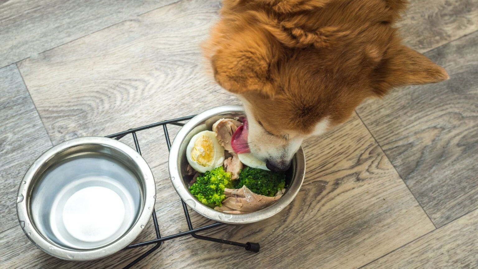 Dog Calorie Calculator [2024]: Weight Loss/Gain By Breed