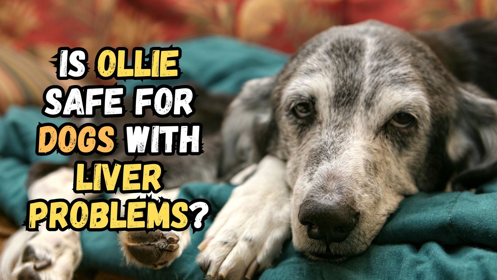 Ollie's Dog Food for Liver Problems: Top Benefits & Risks