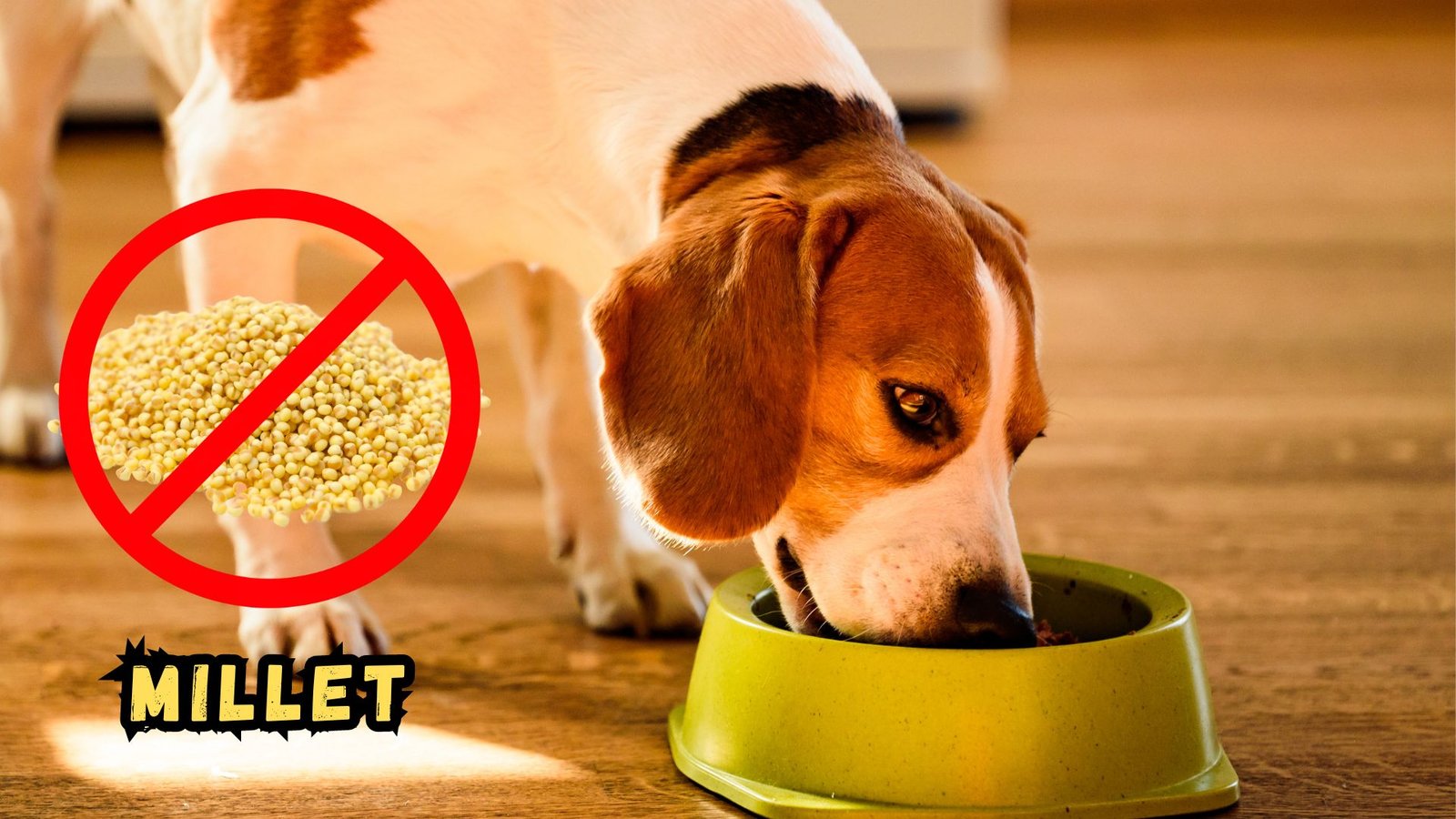 Millet in Dog Food: A Guide to Health Benefits and Risks