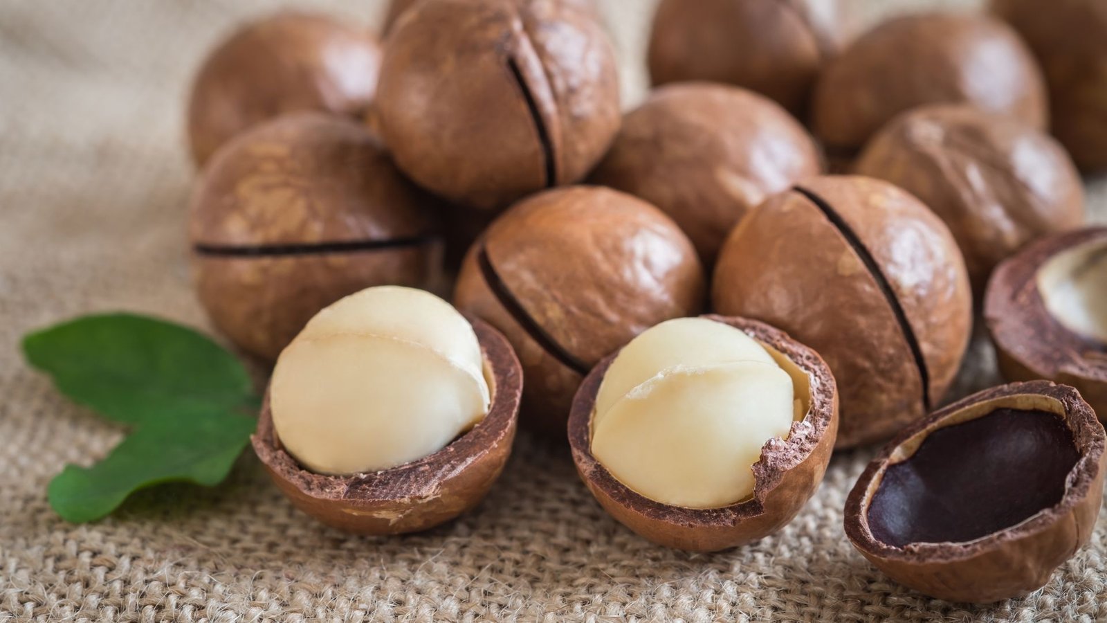 Can Dogs Eat Macadamia Nuts? Toxicity Risks Explained
